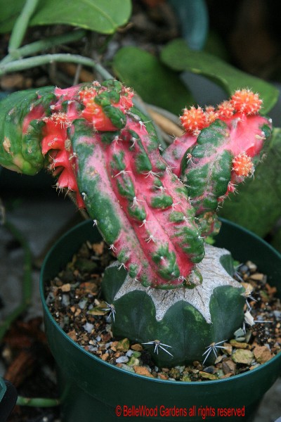 BelleWood-Gardens - Diary